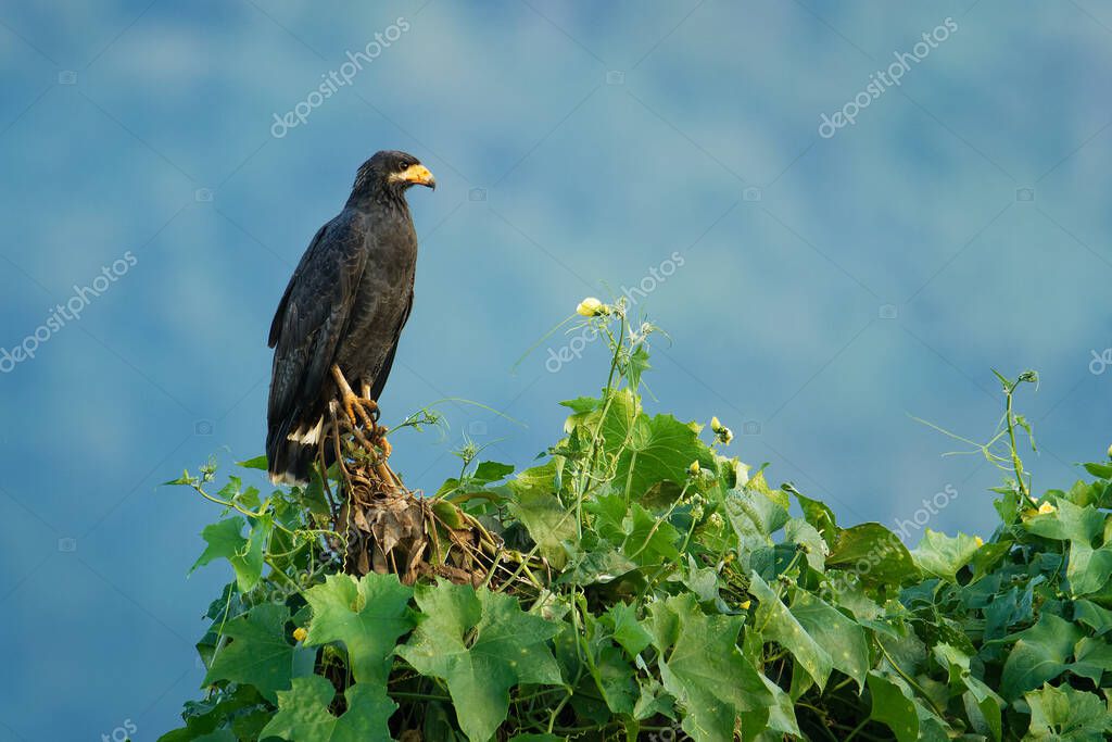 Halcón Negro Común - Buteogallus anthracinus un gran ave de rapiña ...