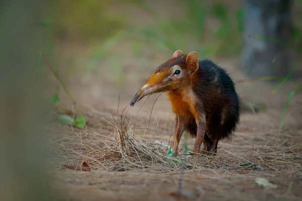Elephant shrew Stock Photos, Royalty Free Elephant shrew Images ...