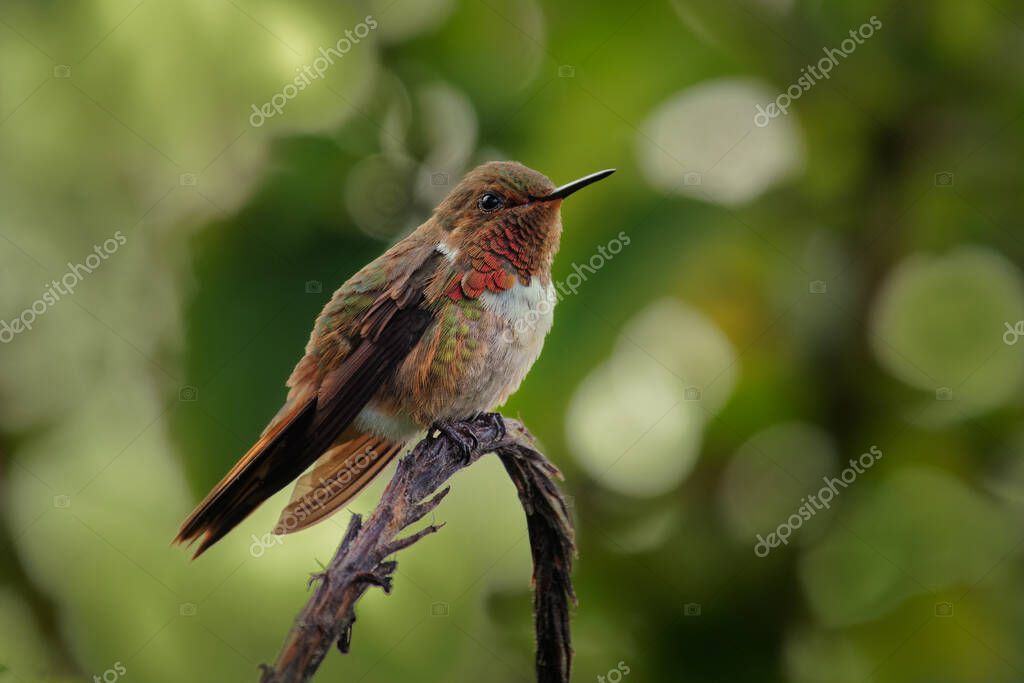 Colibrí centelleante - Selasphorus scintilla ave endémica de Costa Rica ...