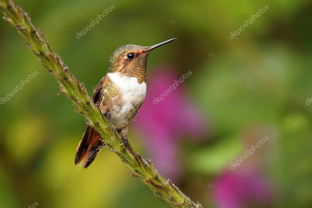 Colibrí centelleante - Selasphorus scintilla ave endémica de Costa Rica ...