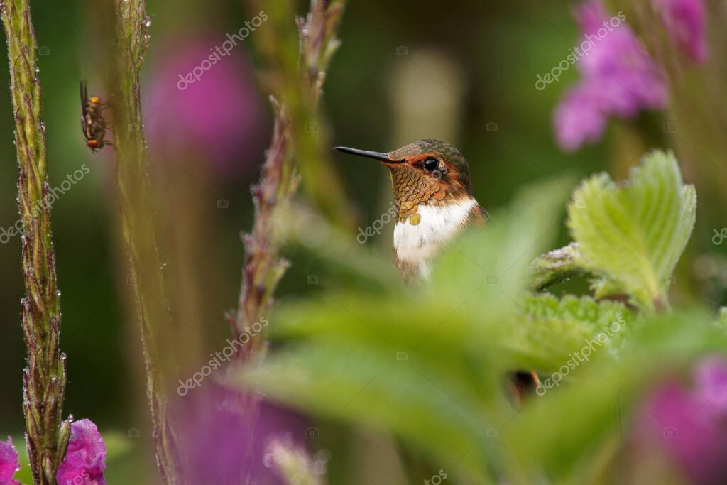 Colibrí centelleante - Selasphorus scintilla ave endémica de Costa Rica ...