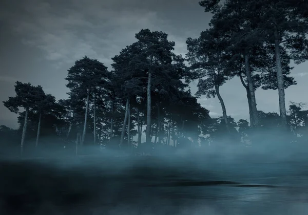 Dark gloomy forest. Night in the forest. Nature scene with forest and ...