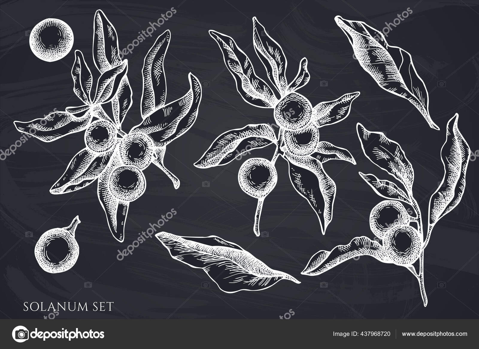 Vector set of hand drawn chalk solanum Stock Vector Image by ©sadpigeon ...