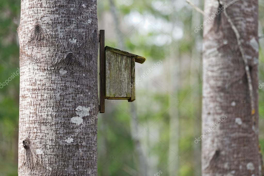 Old nesting box with a weathered condition in the forest during — Stock ...