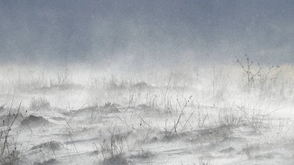 Blizzard terrestre Stock Photos, Royalty Free Blizzard terrestre Images ...