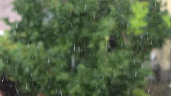 Heavy rain falling on the trees in the garden - Stock Image - Everypixel