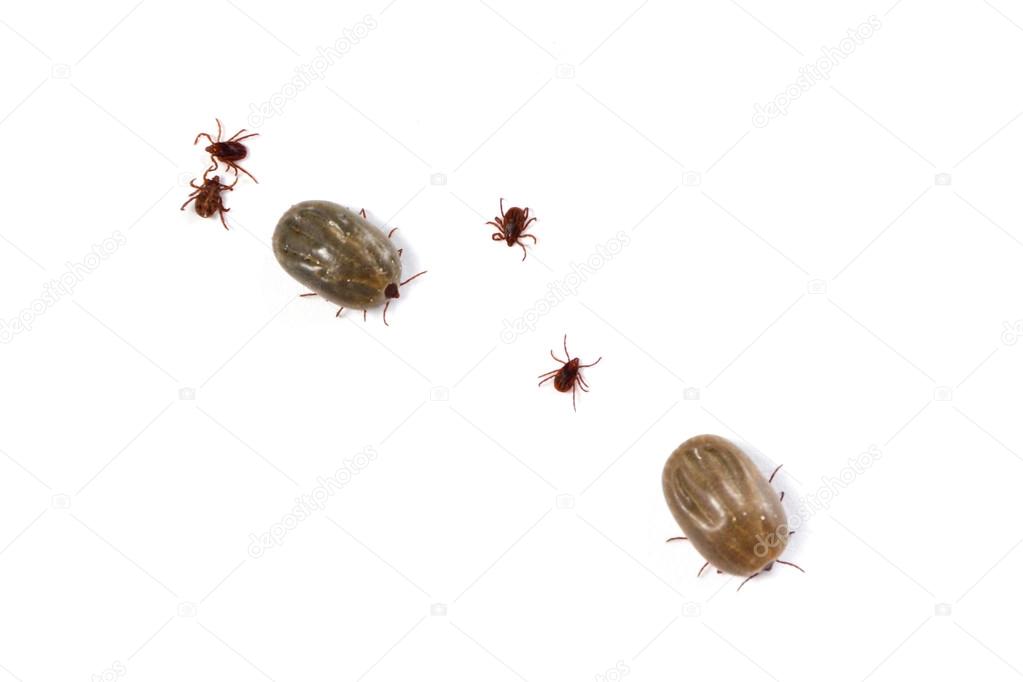 Samec a samice klíšťat na bílém pozadí — Stock Fotografie ...