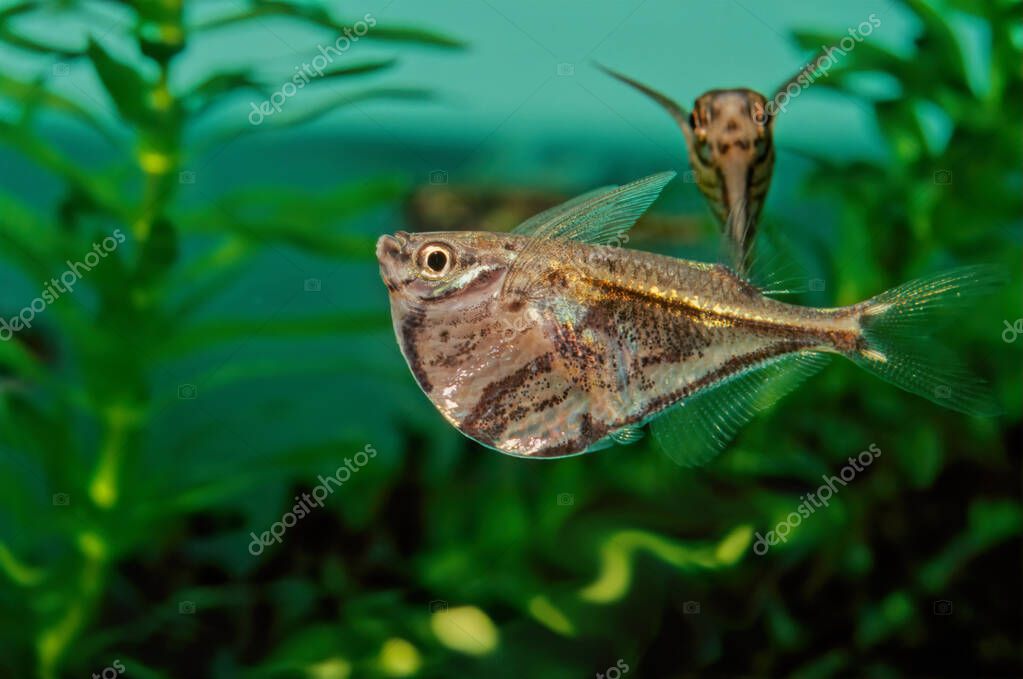 El pez sombrerero de mármol (Carnegiella strigata) es un pequeño pez de ...