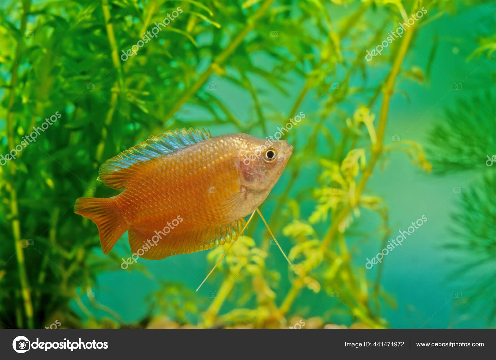 Red Flame Dwarf Gourami