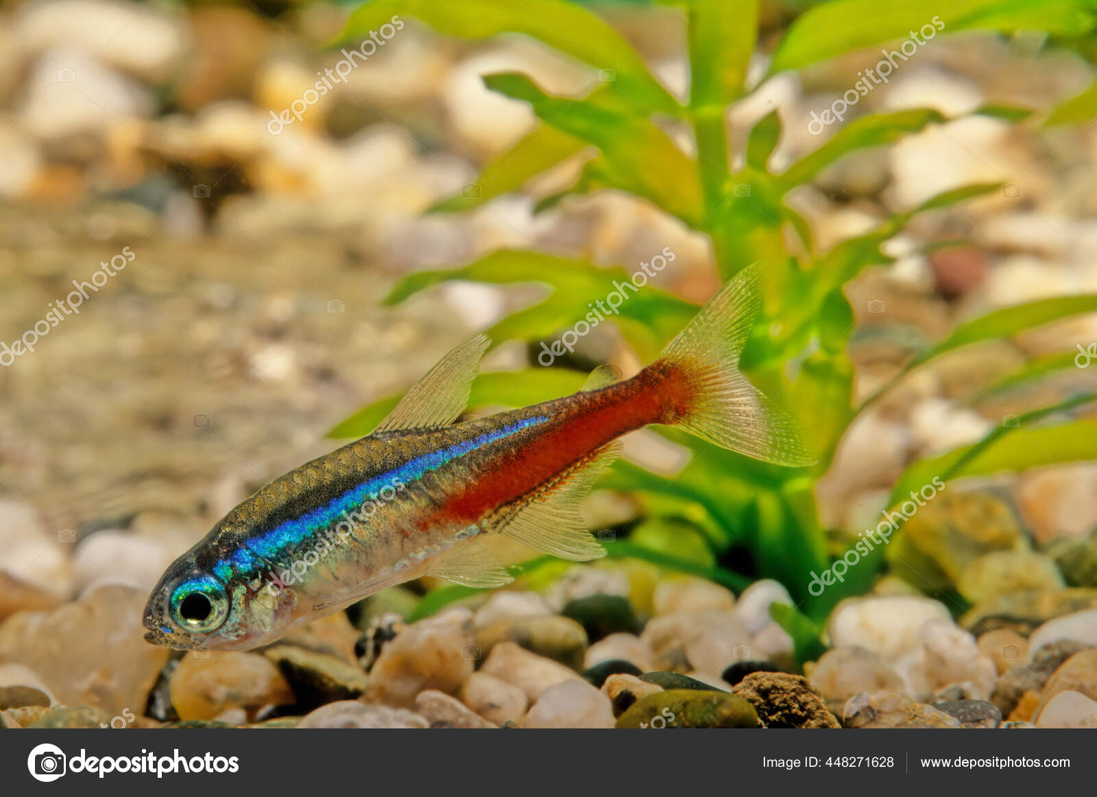 Neon Freshwater Fish