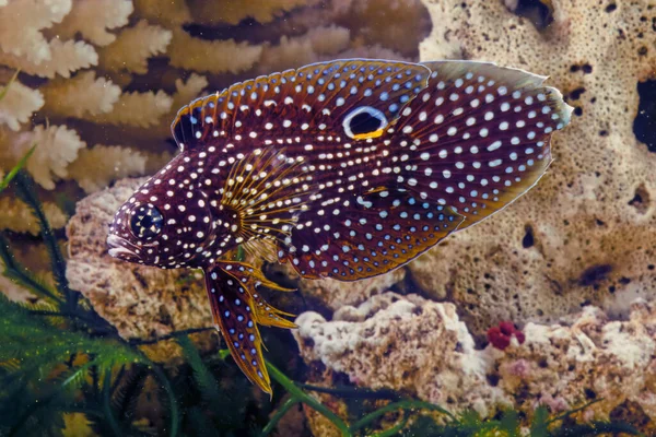 Poisson comète images libres de droit, photos de Poisson comète ...