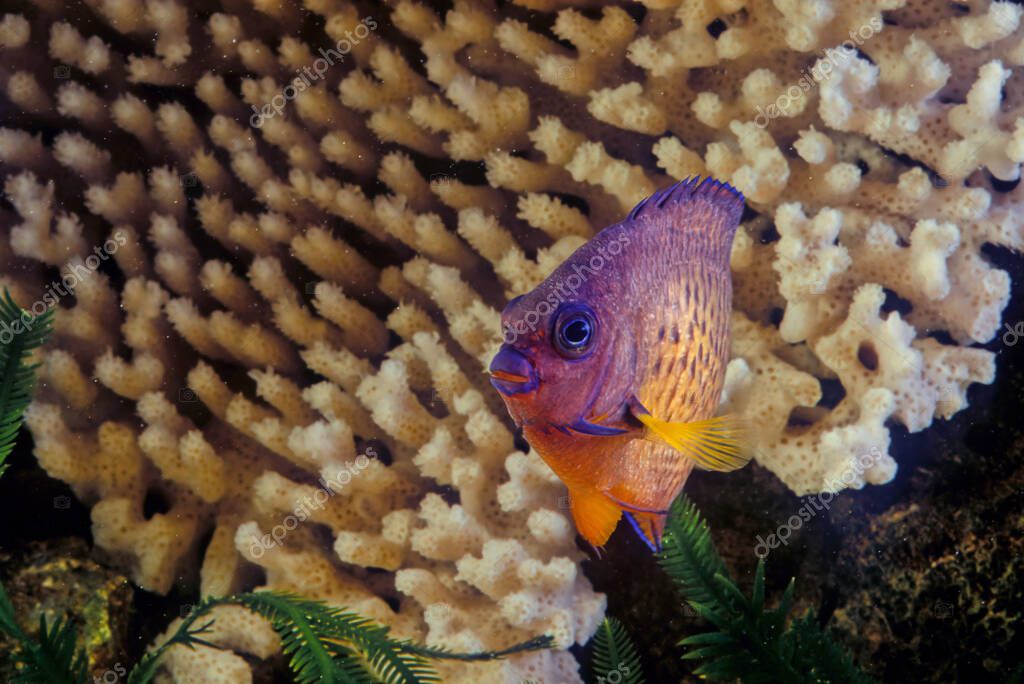 Centropyge bispinosa es una especie de pez de la familia Pomacanthidae ...