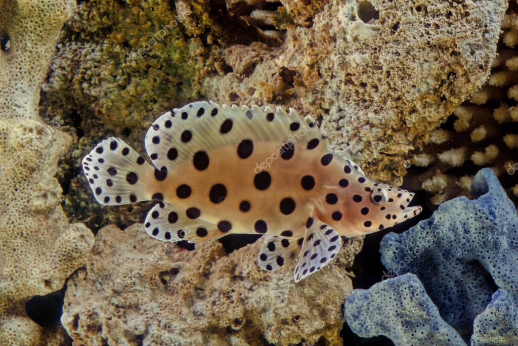 Cromileptes altivelis, panther grouper o bacalao barramundi (en ...