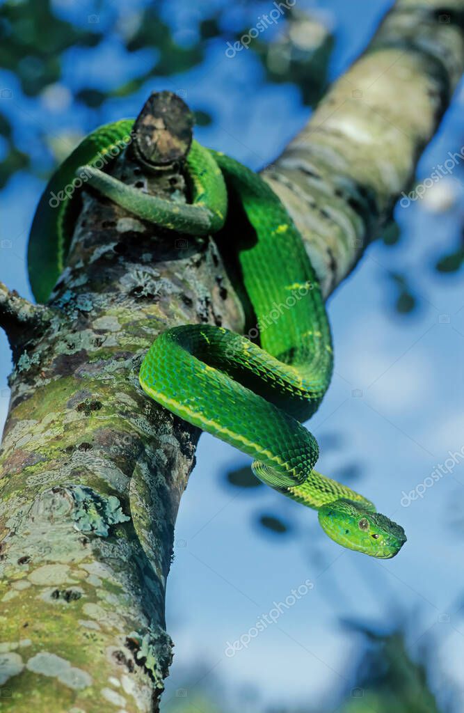 Bothriechis lateralis es una especie de víbora venenosa que se ...