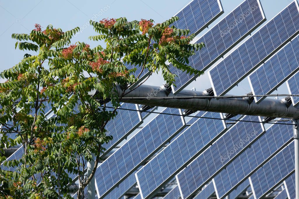 Agrivoltaica o agrofotovoltaica está co-desarrollando la misma área de ...