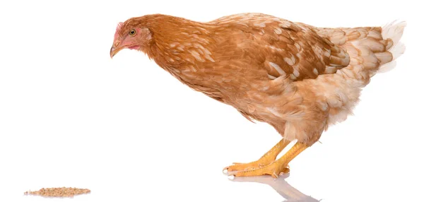 Female eating chicken Stock Photos, Royalty Free Female eating chicken ...