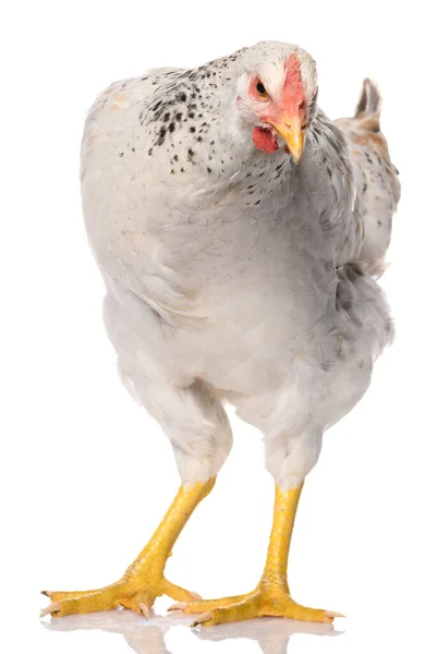 Alen un animal que da vueltas al morir el pollo fotos de stock ...