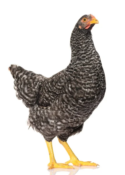 8 bit chicken Stock Photos, Royalty Free 8 bit chicken Images ...