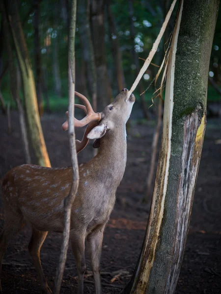 Dappled deer eating the bark of the tree. — Stock Photo © Lorelinka ...