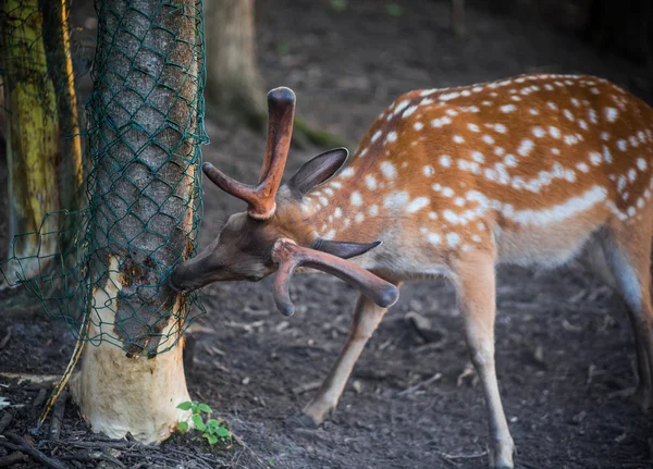 Dappled deer eating the bark of the tree. — Stock Photo © Lorelinka ...