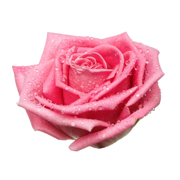 Rose head Pictures, Rose head Stock Photos & Images | Depositphotos®