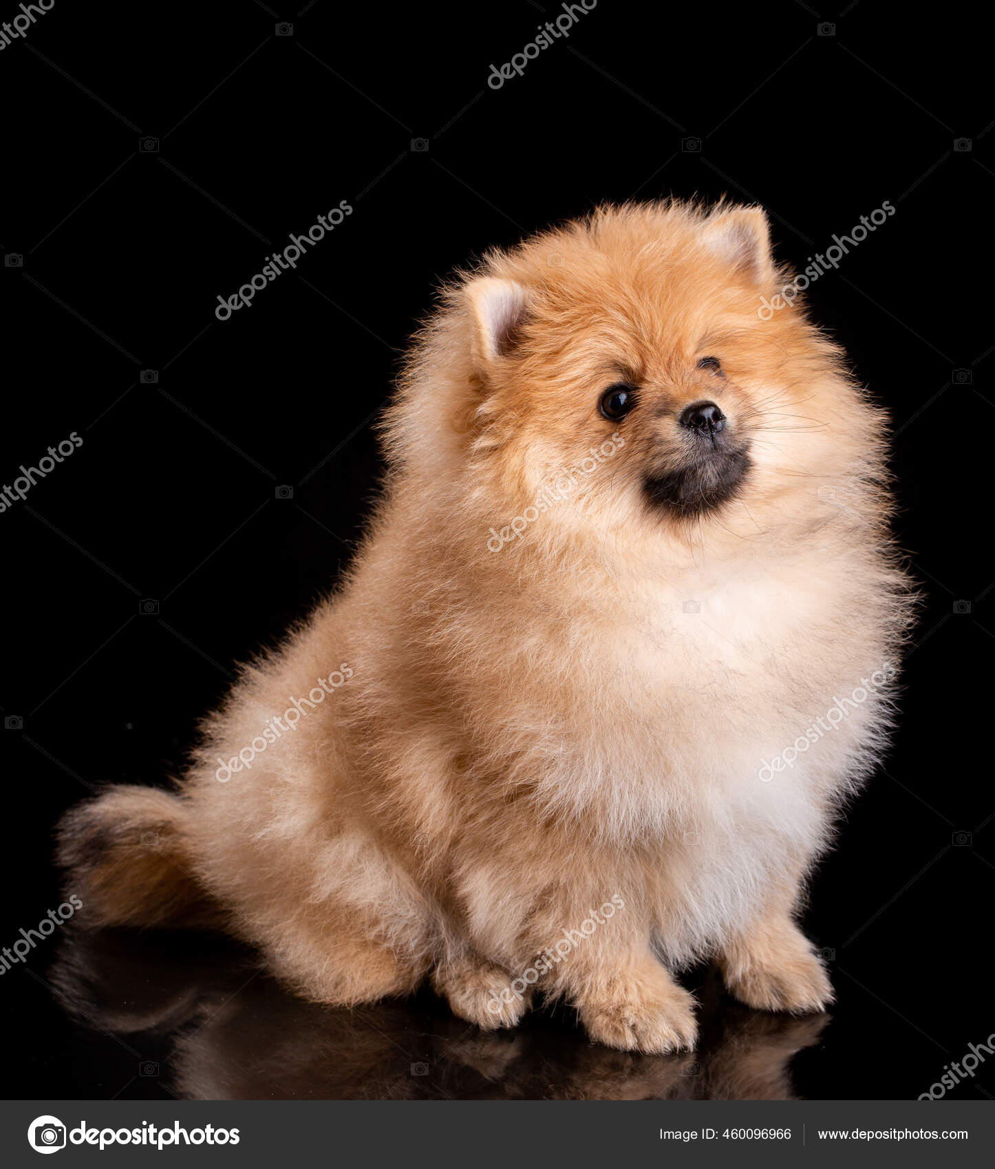 Little Dogs Fluffy | ppgbbe.intranet.biologia.ufrj.br