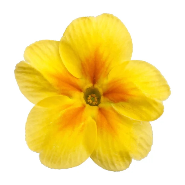 Primrose yellow flower violet isolated on white background — Stock ...