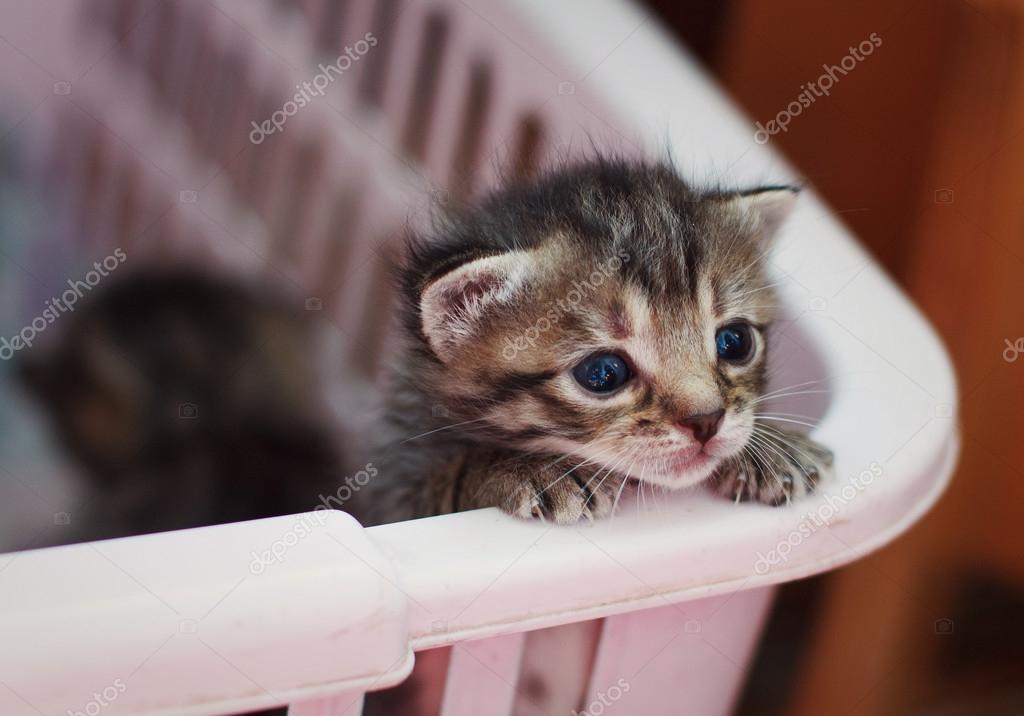 Newborn kitten looks — Stock Photo © serkucher #76264915