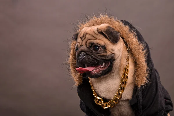 Rapero perro Stock Photos, Royalty Free Rapero perro Images | Depositphotos