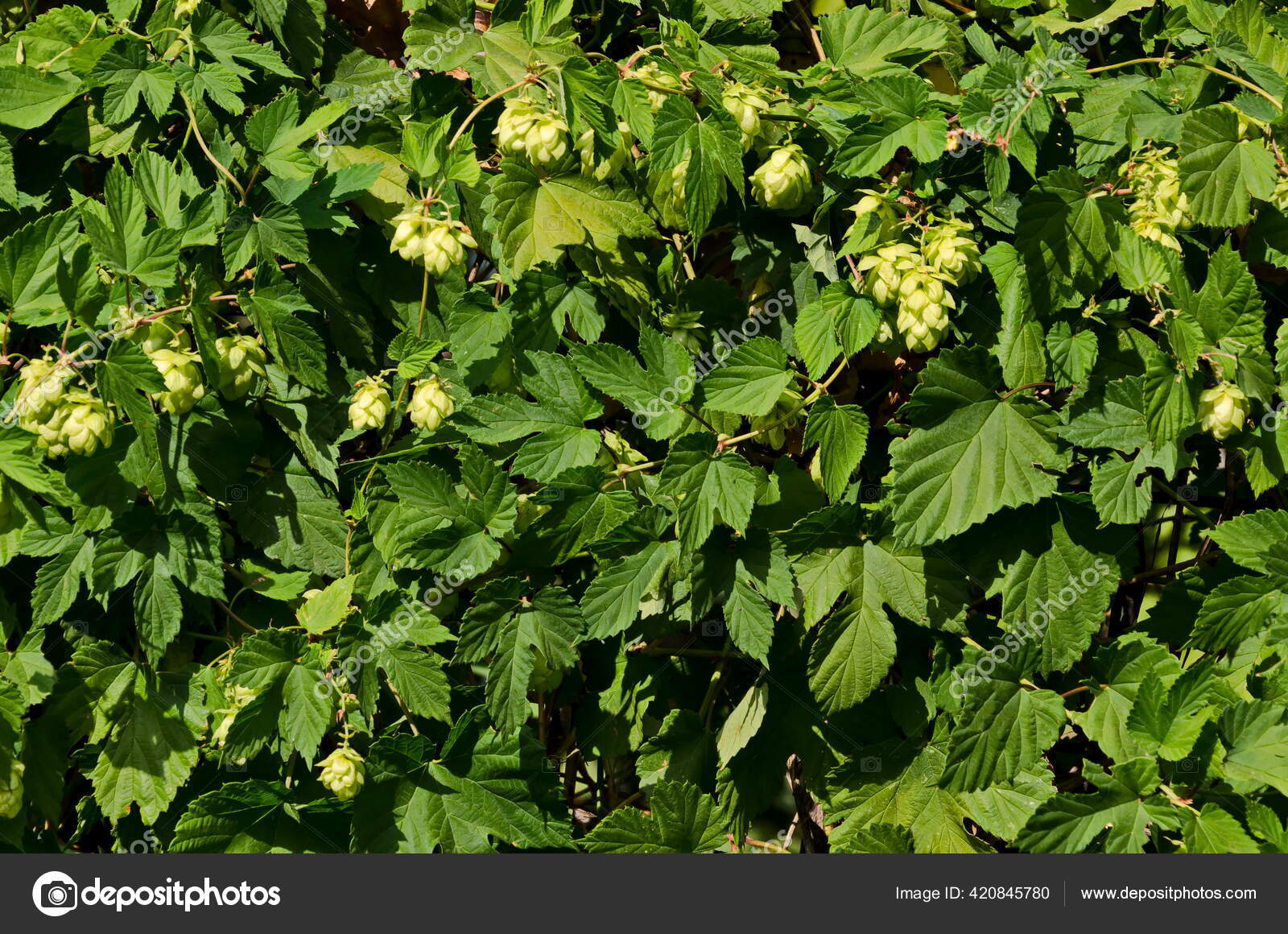 Female Flowers Humulus Lupulus Also Called Hops Forest Warm Sun Stock ...