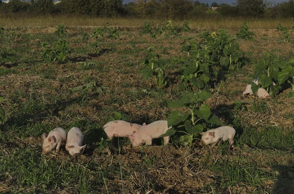Pigs eating crops Stock Photos, Royalty Free Pigs eating crops Images ...