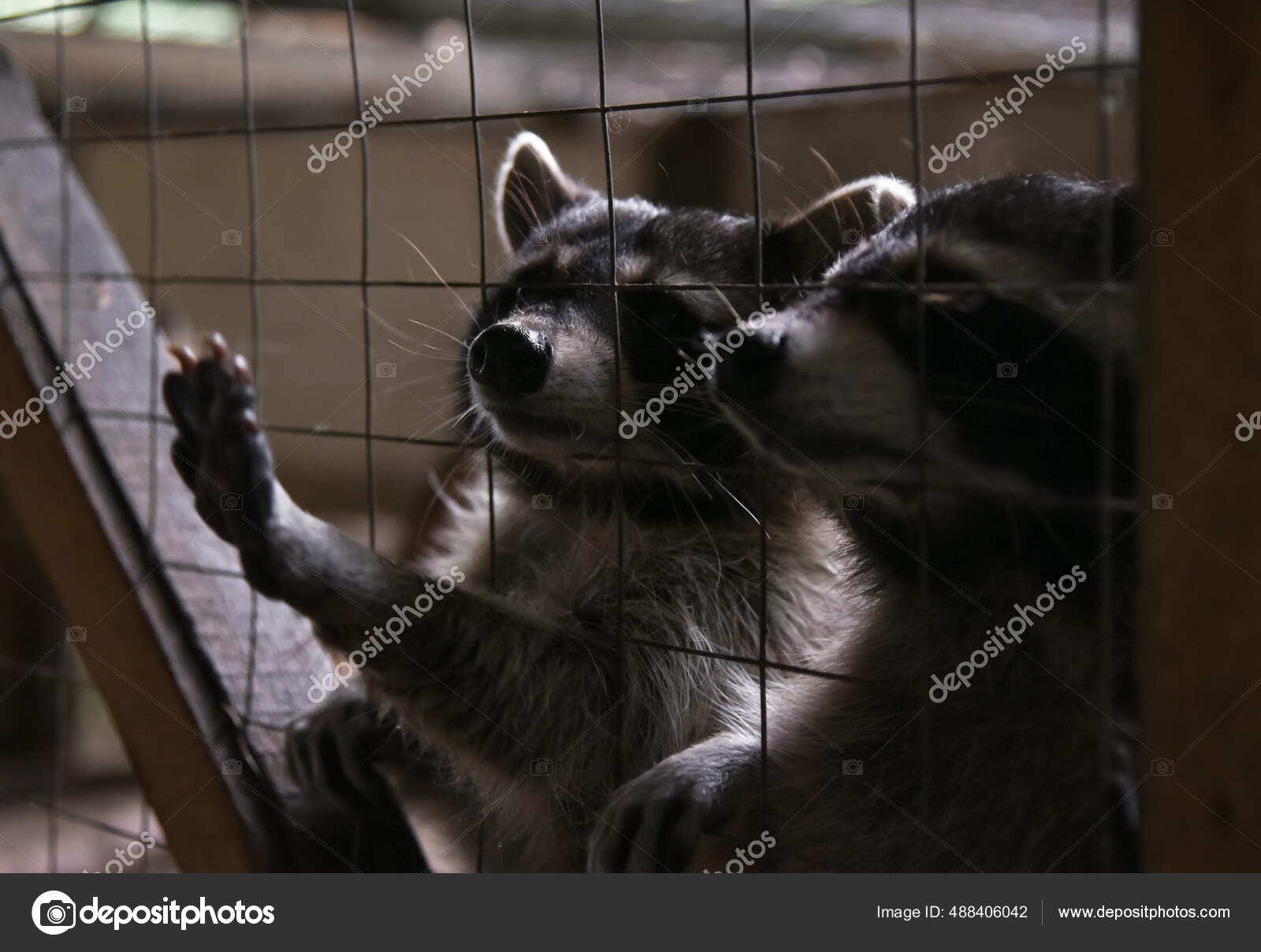 Two Raccoons Pull Paw Out Cage — Stock Photo © aleksandrbs #488406042