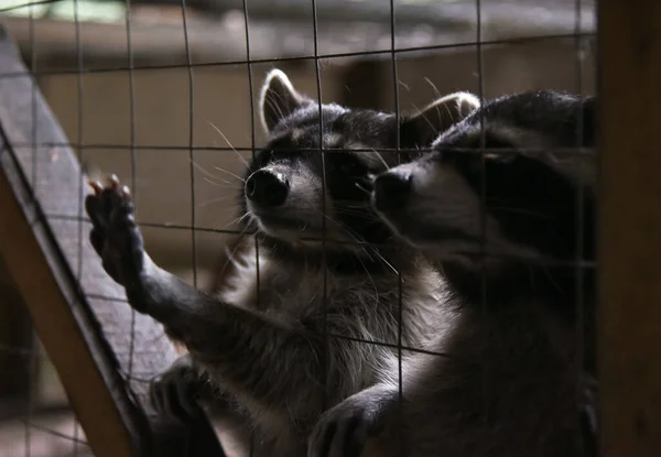 Raccoon garage Stock Photos, Royalty Free Raccoon garage Images ...