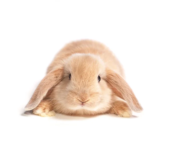 Rabbit Stock Photos, Royalty Free Rabbit Images | Depositphotos