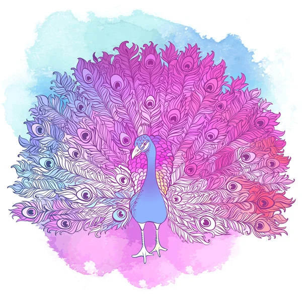 Vector Beautiful Hand Drawn Peacock Bird Stock Vector Image By ©freire
