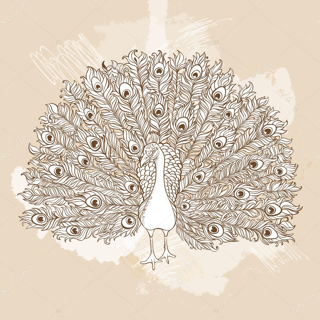 Vector Beautiful Hand Drawn Peacock Bird Stock Vector Image By ©freire