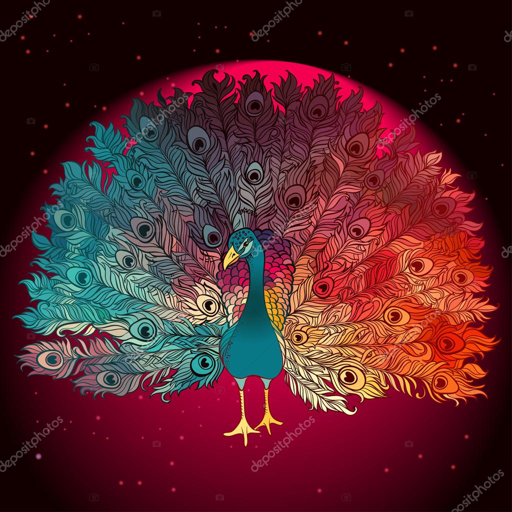 Vector Beautiful Hand Drawn Peacock Bird Stock Vector Image By ©freire