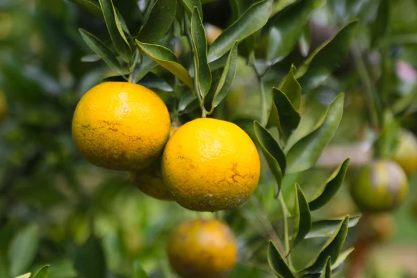 Fresh orange fruit in orchard, Clean fruit or popular fruit background ...
