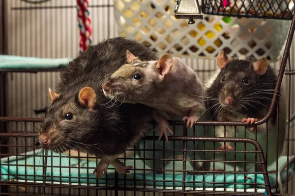 Rata bando Stock Photos, Royalty Free Rata bando Images | Depositphotos