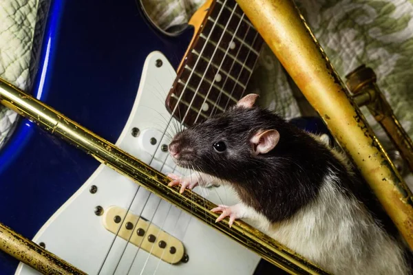 Rat with guitar images libres de droit, photos de Rat with guitar ...