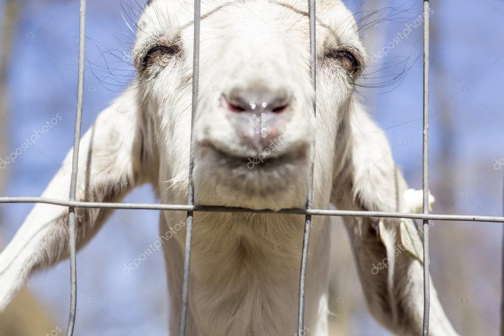 Smiling Goat