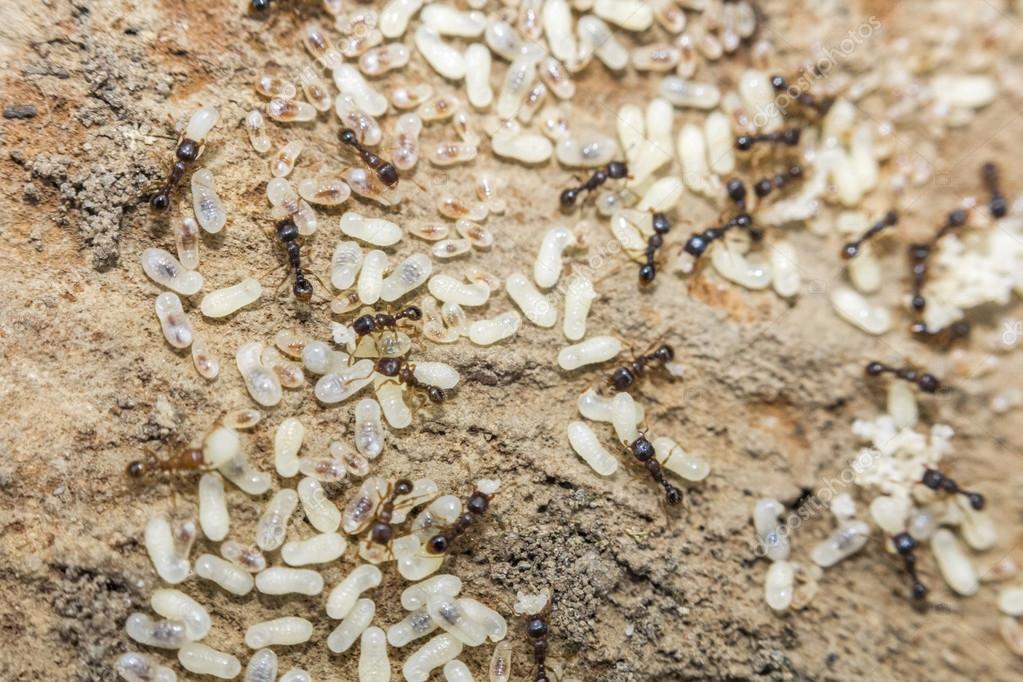 Ant Eggs In Spanish at Faith Fussell blog