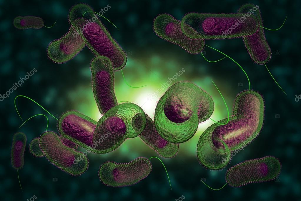 Bacterias del cólera 2022