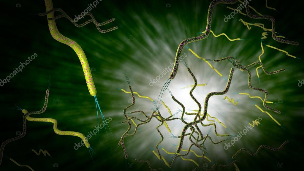 Spirilla Bacteria Under Microscope