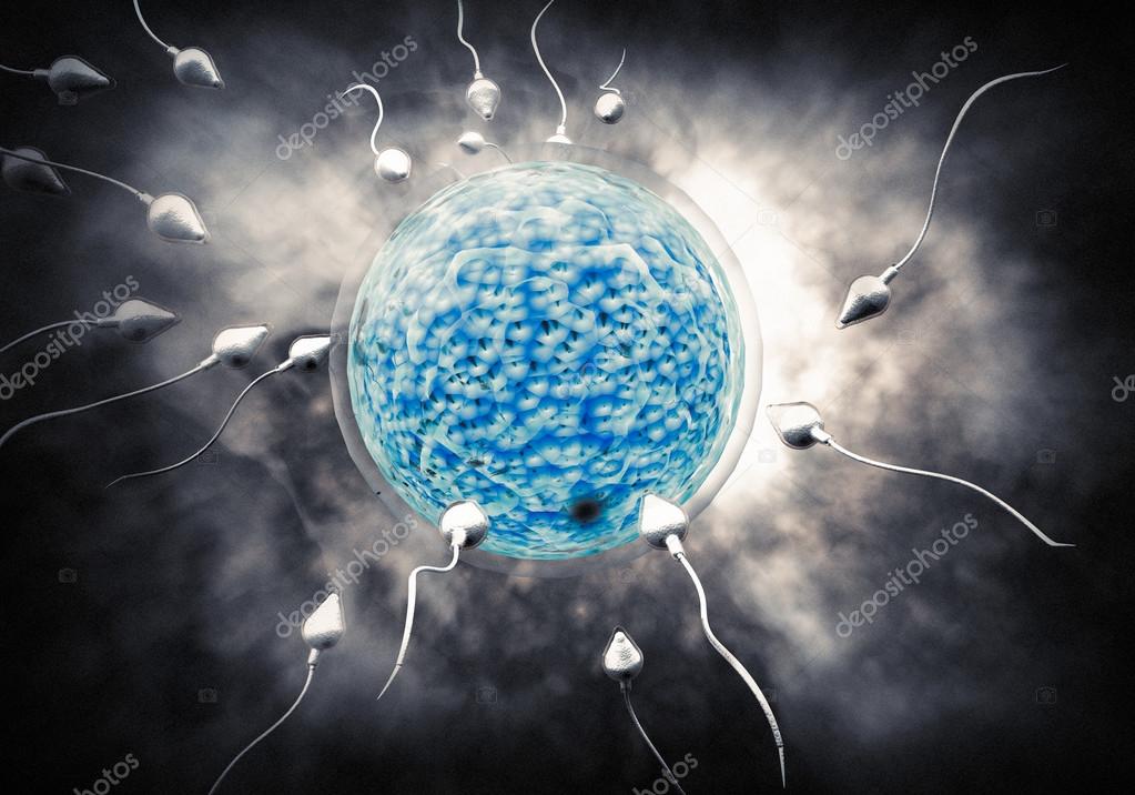 Sperm and Egg — Stock Photo © ezumeimages #97120128