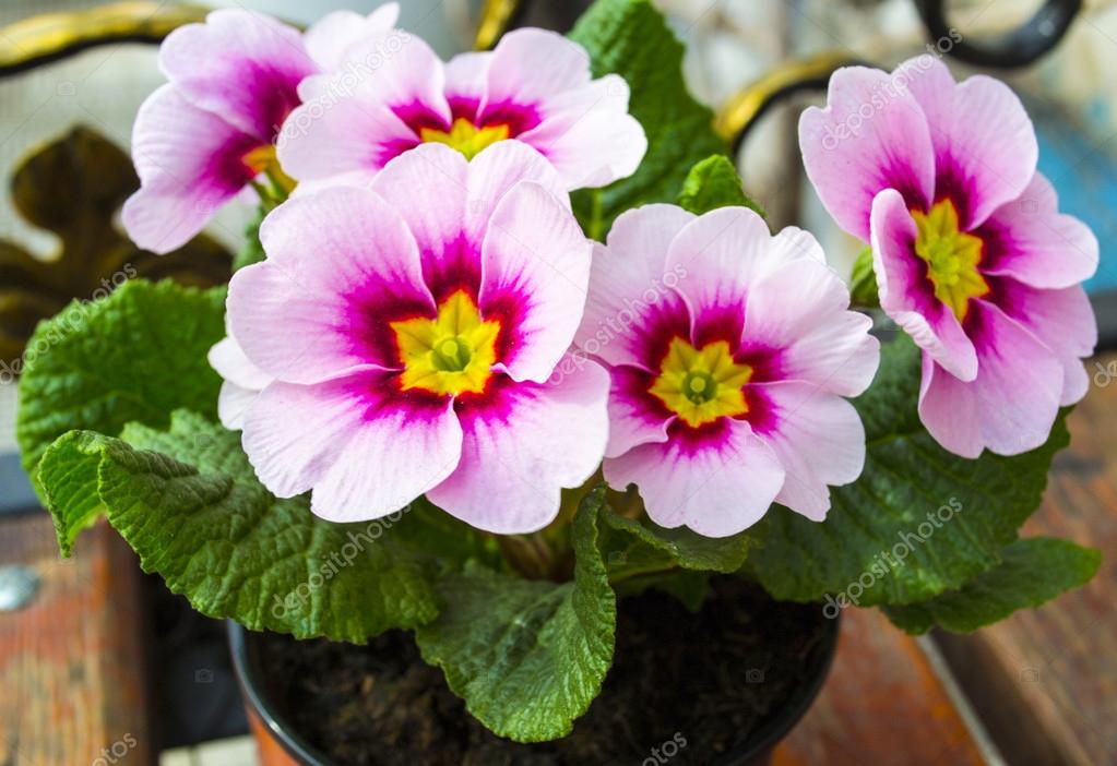 Pink primrose flower, primula cultivar — Stock Photo © weter777 #107113374
