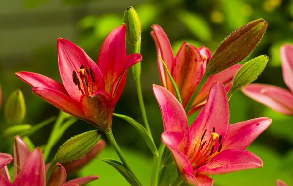 lilies. Red lily flower. lily flower - Stock Image - Everypixel