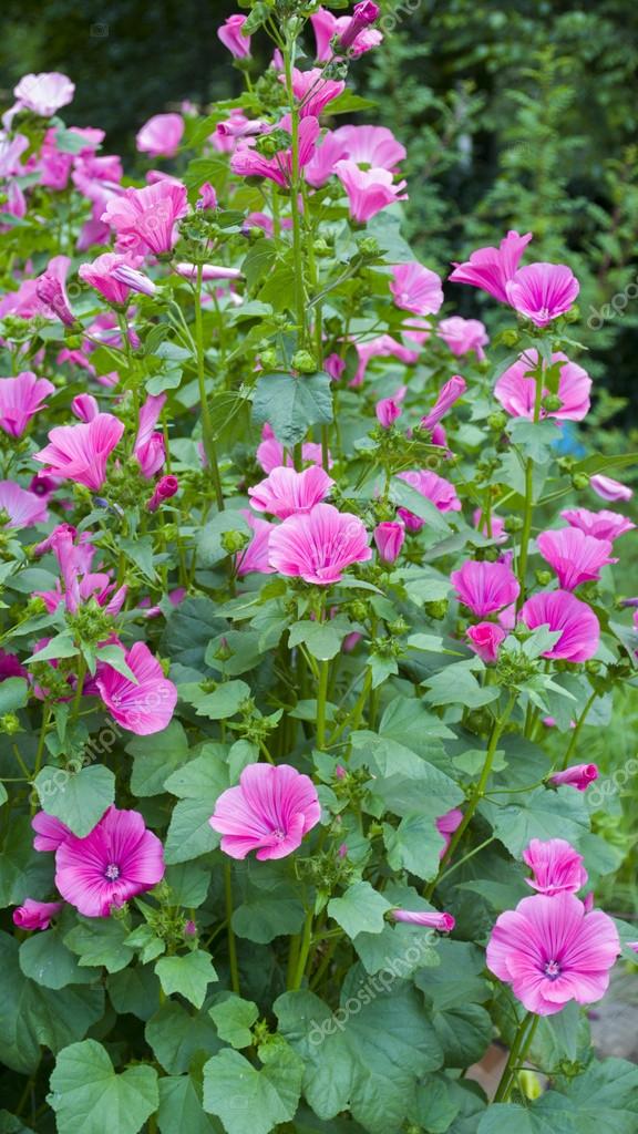 Mallow flowers Stock Photo by ©weter777 57758349