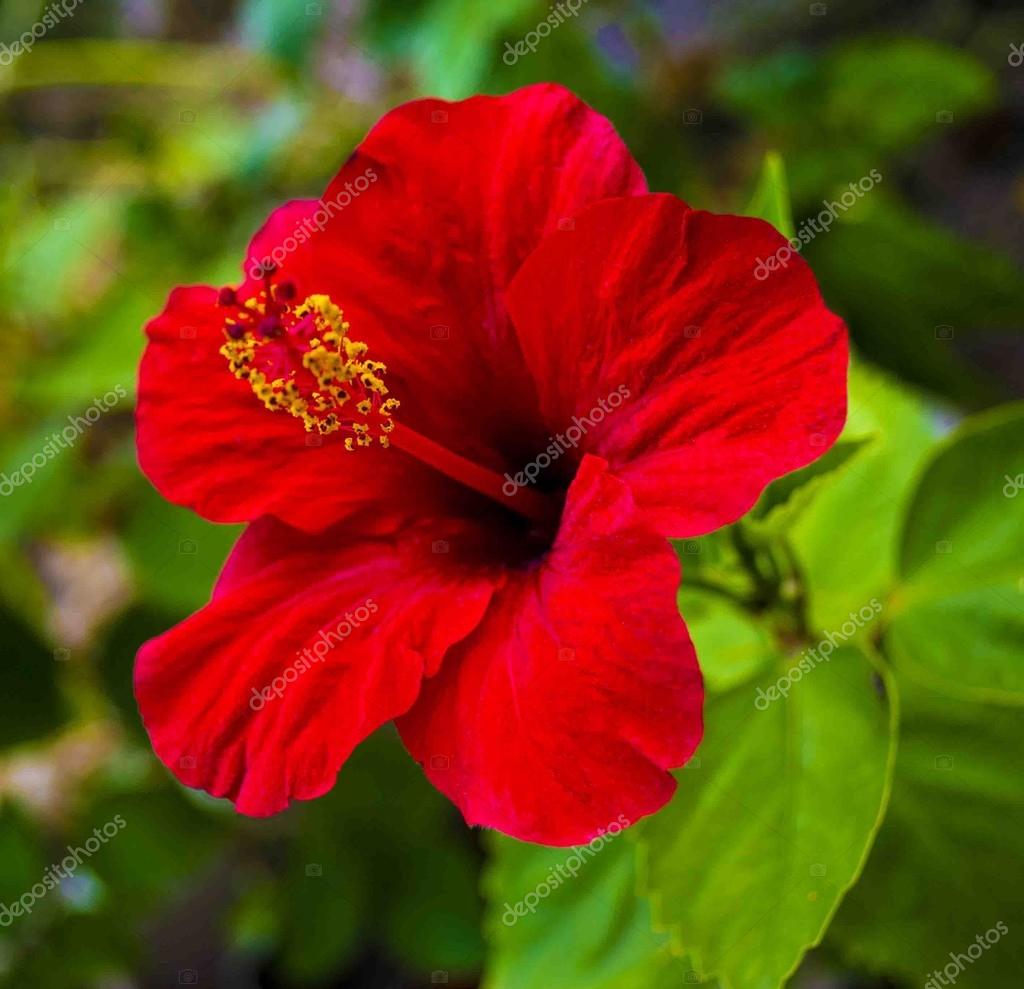 Red Hibiscus Images 3,621 Beautiful Red Hibiscus Flower Stock Photos,