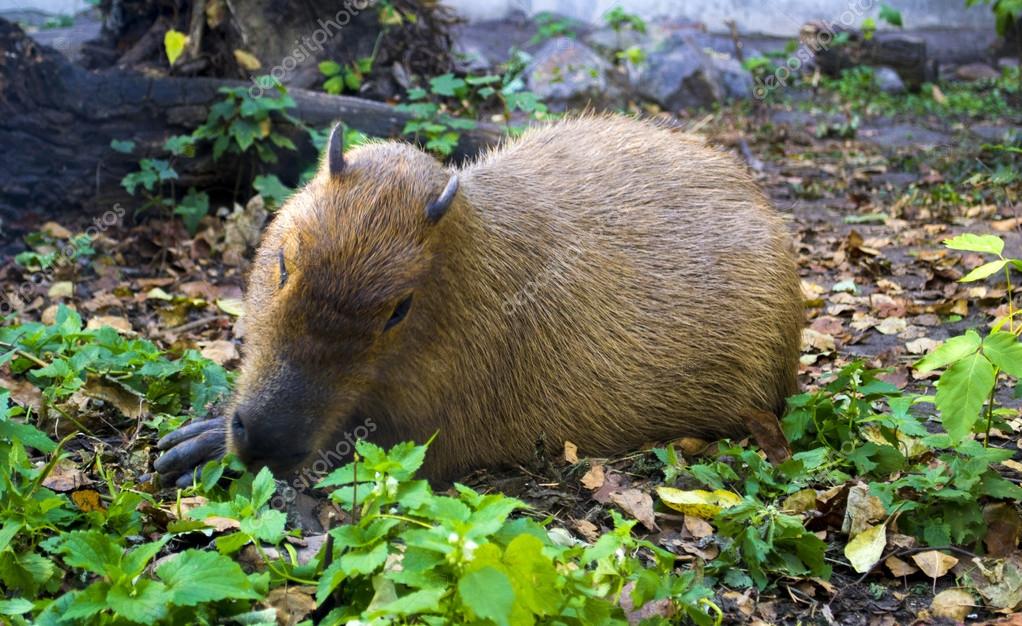 Big Capybara on nature — Stock Photo © weter777 #71197251